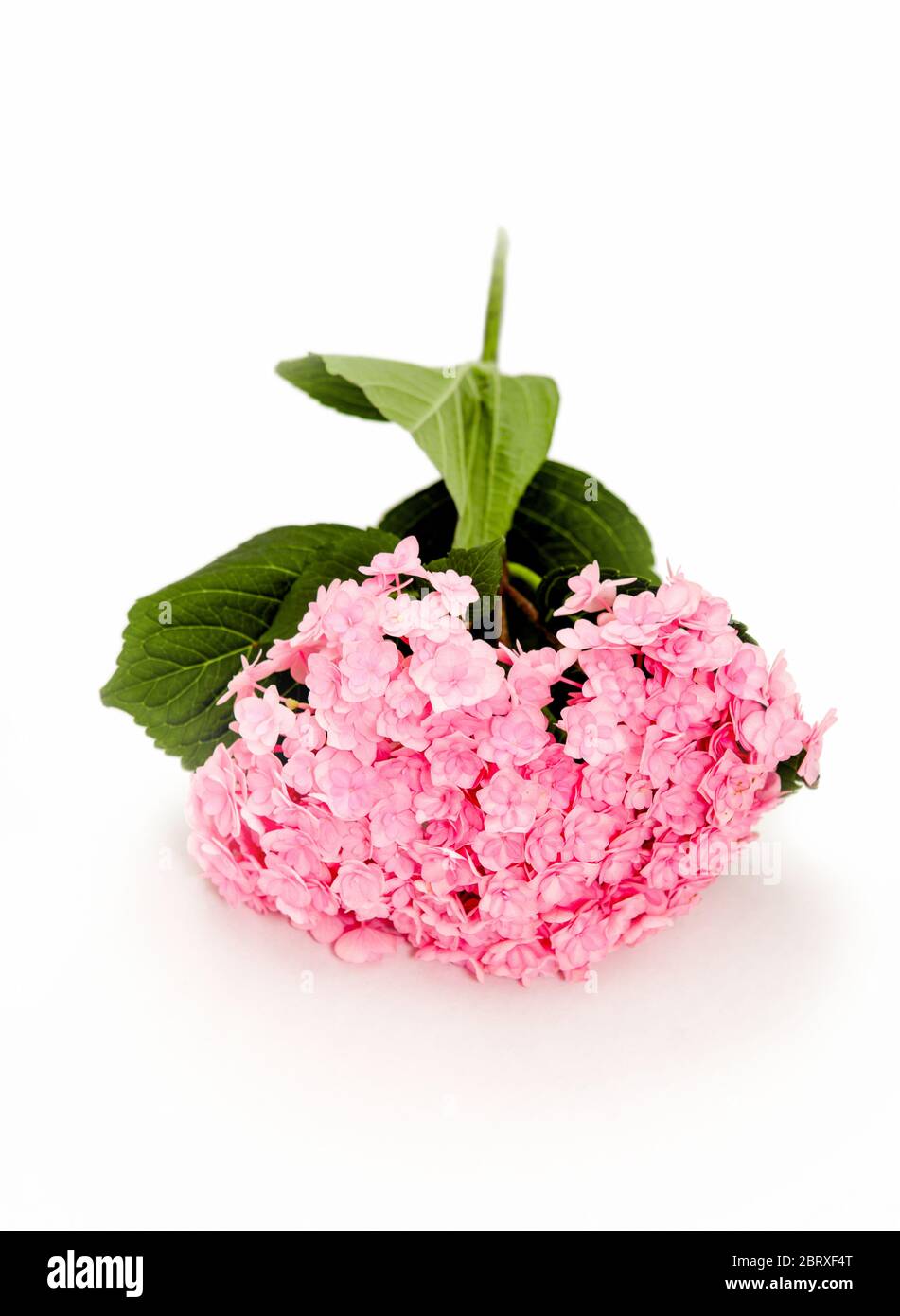 hydrangea flower on a white background Stock Photo - Alamy