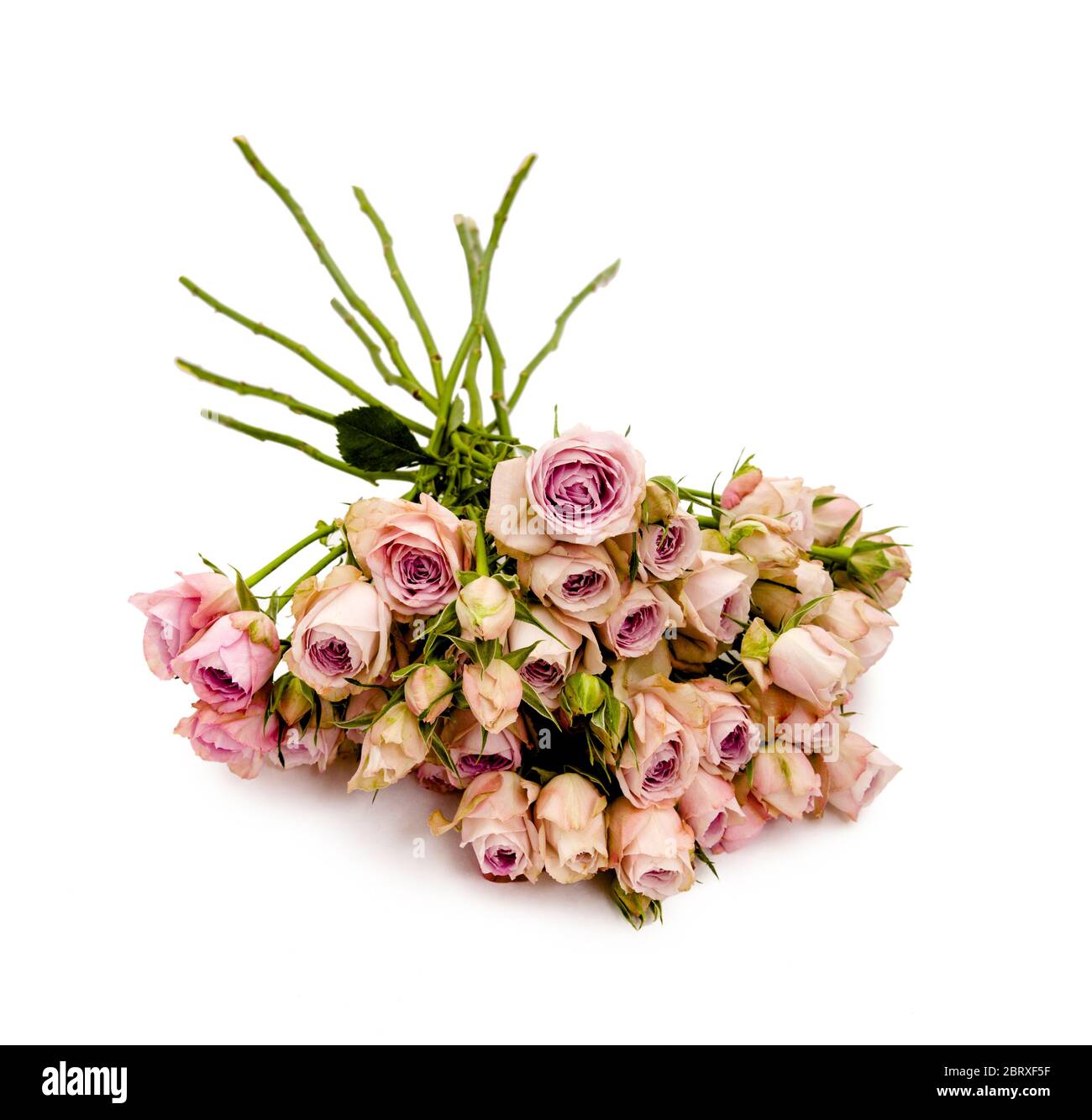 Purple and pink roses hi-res stock photography and images - Alamy