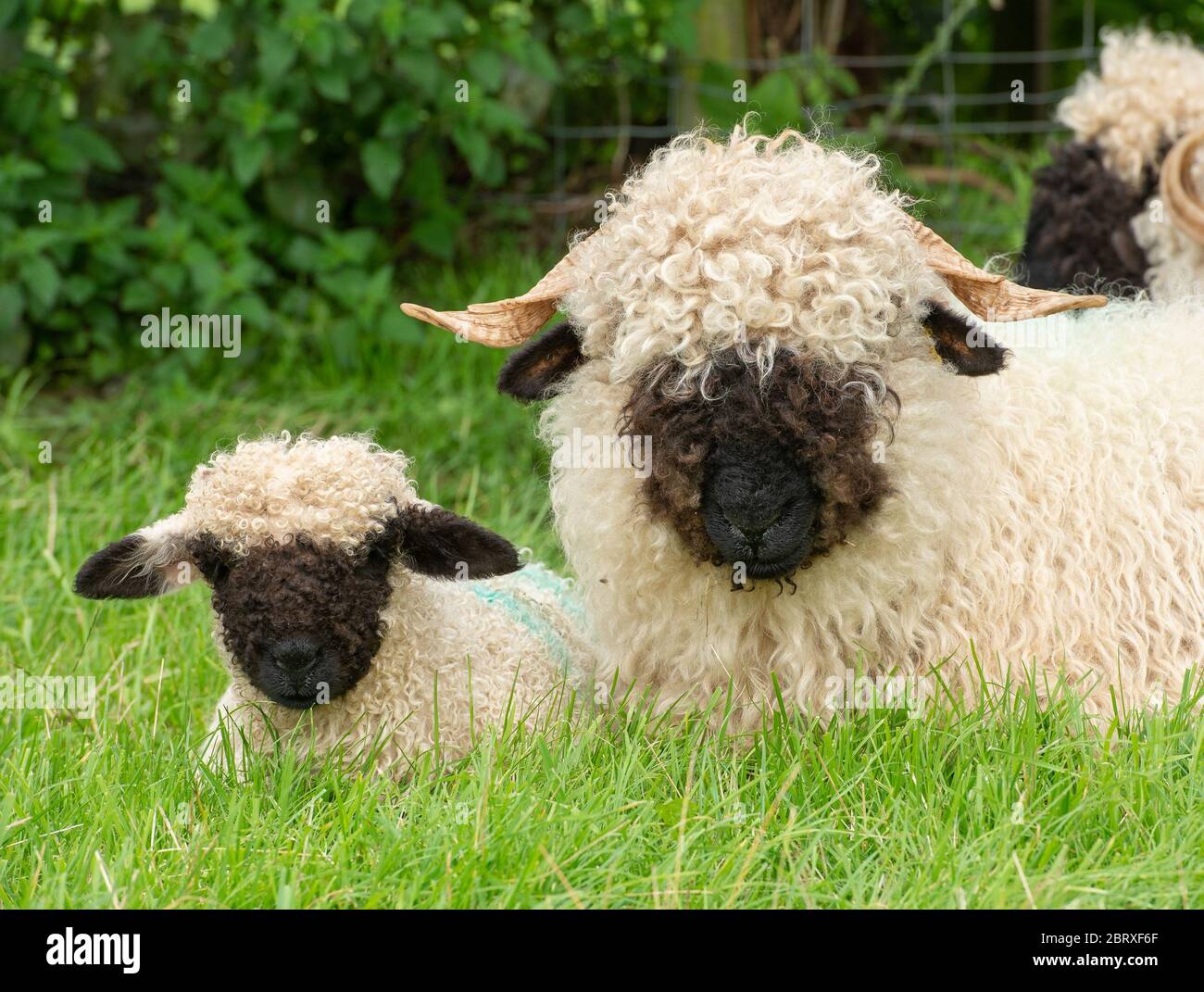Black Valais Sheep