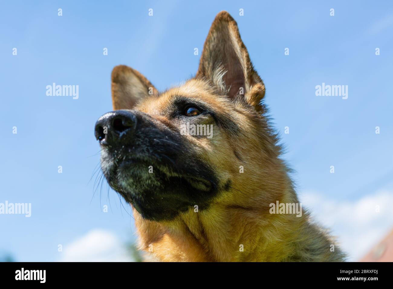 Champion gsd hi-res stock photography and images - Alamy