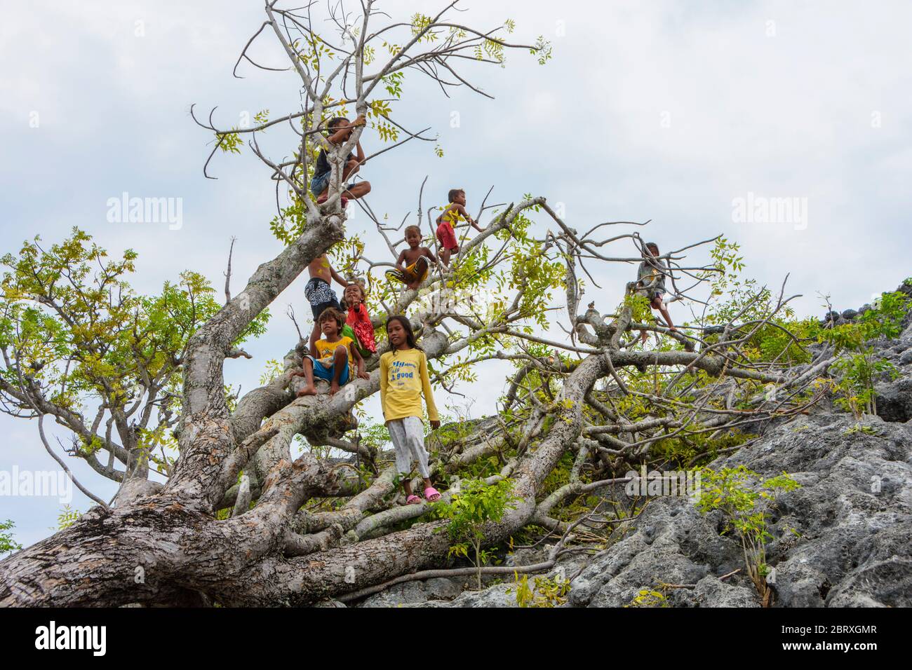 Children playing in a tree on Malenge island, Togean islands, Sulawesi ...