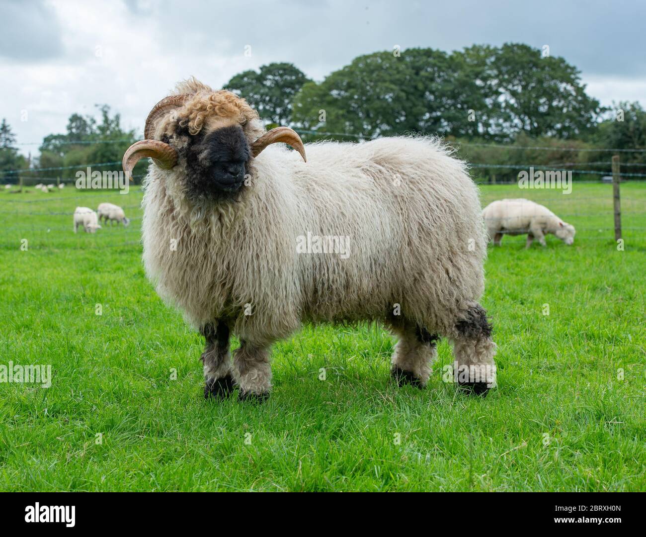Valais Blacknose ram, Cumbria, UK Stock Photo - Alamy