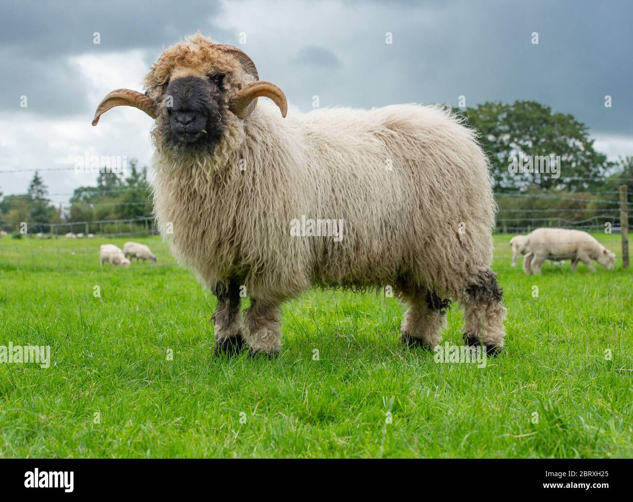 Valais blacknose sheep hi-res stock photography and images - Alamy