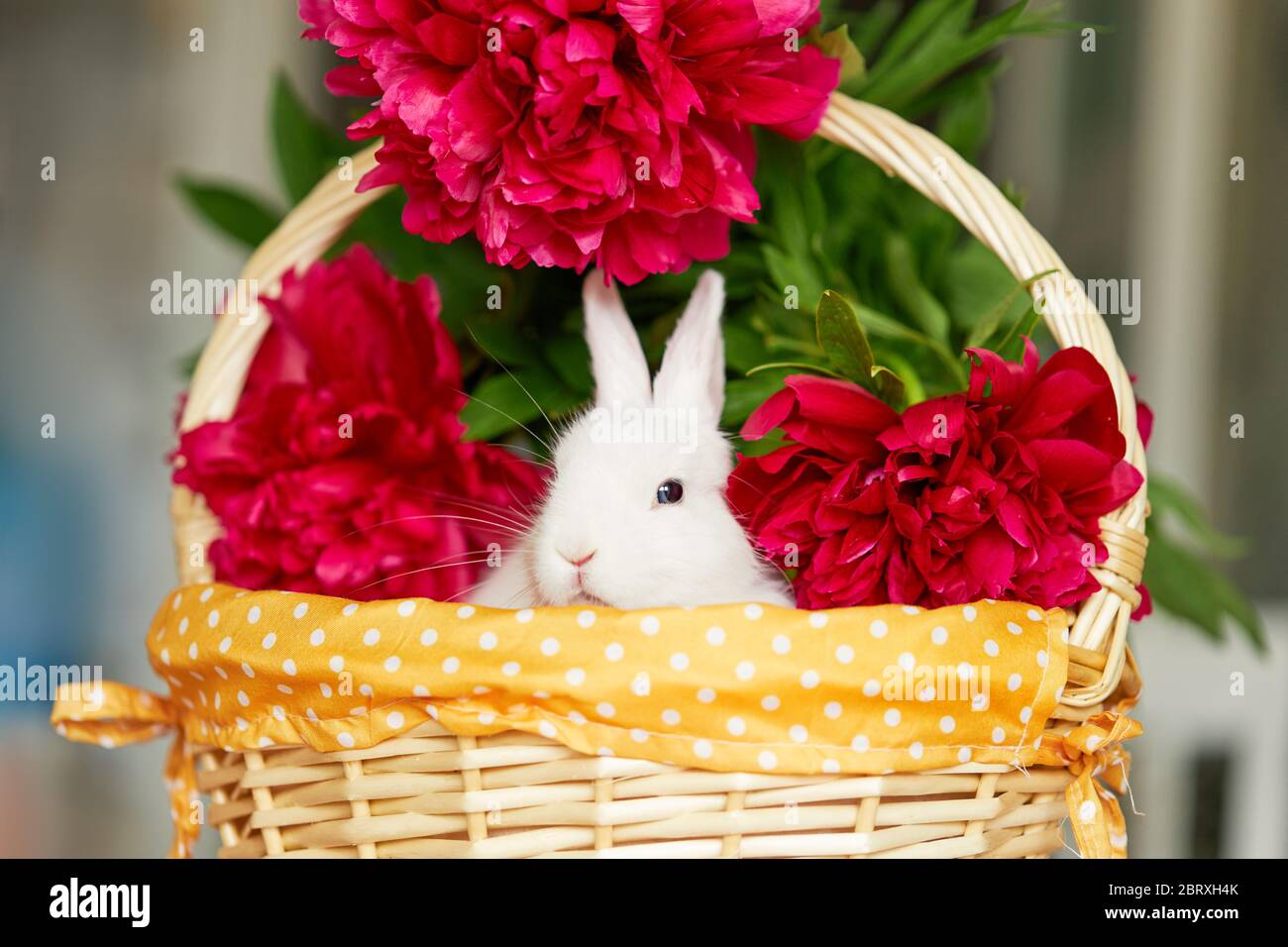 Little cute white rabbit in basket with spring flowers Stock Photo - Alamy