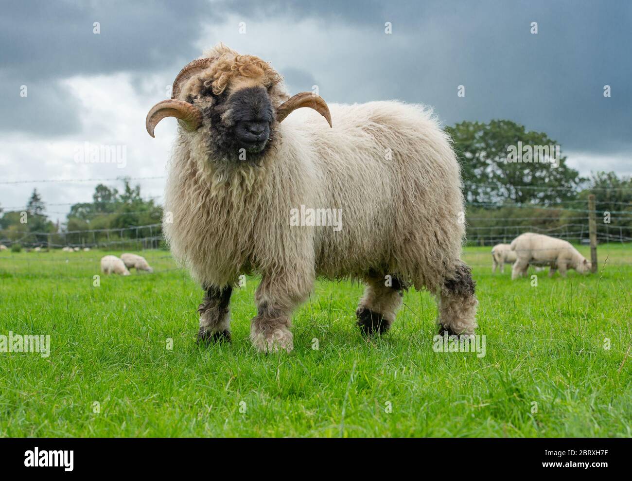 Ram male hi-res stock photography and images - Alamy