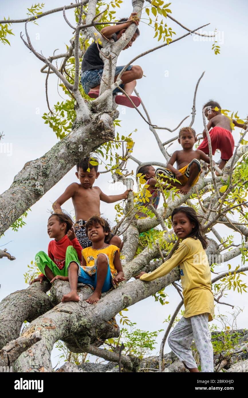 Children playing in a tree on Malenge island, Togean islands, Sulawesi ...