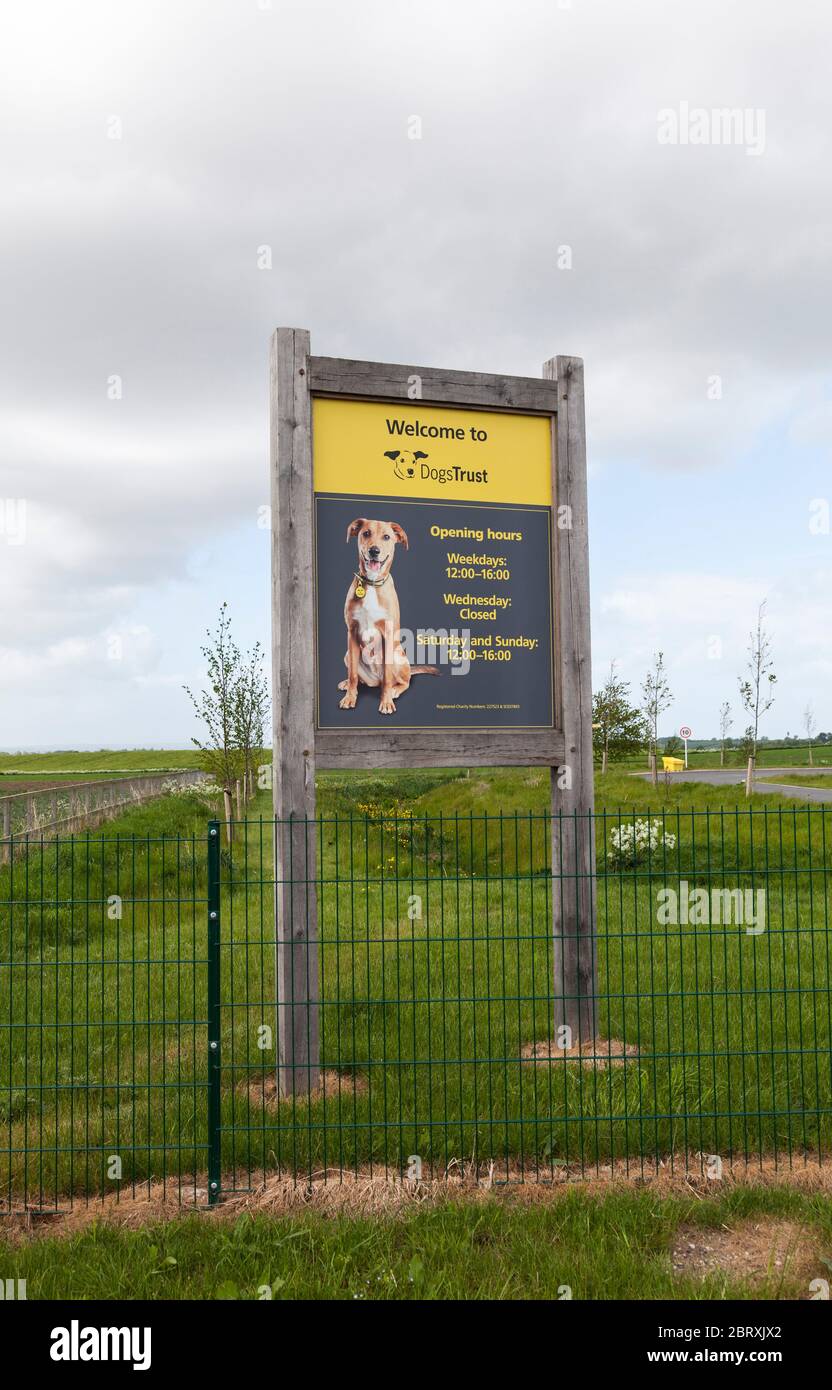 Dogs trust rescue dog hi-res stock photography and images - Alamy