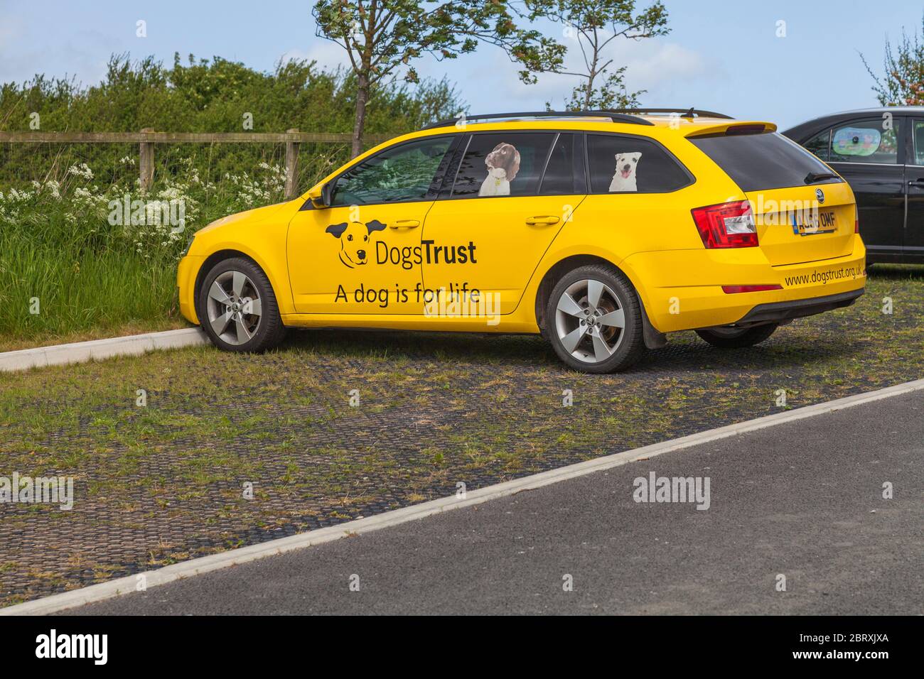 Who Is Involved In Dogs Trust