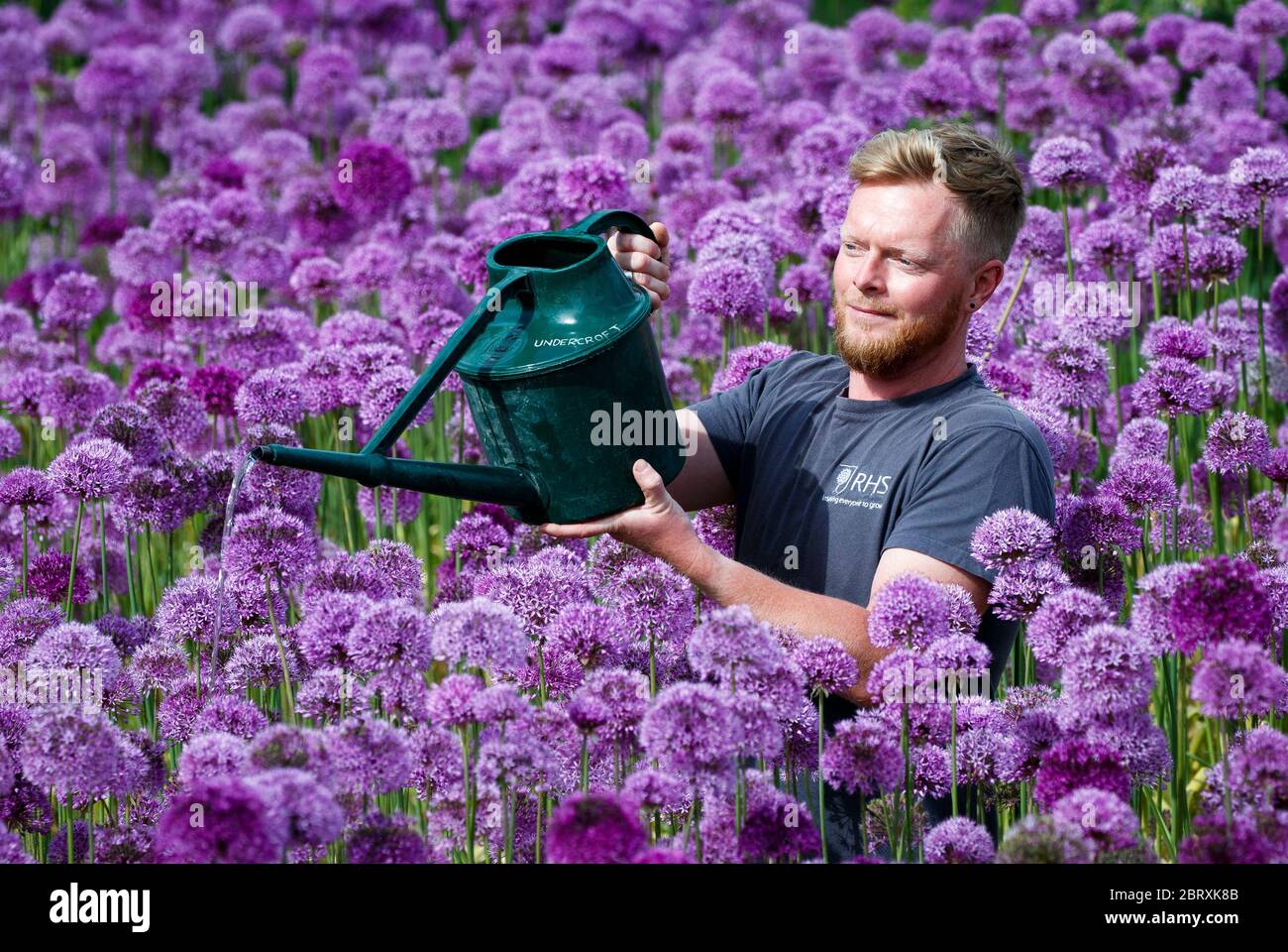 Floral Team Leader Russ Watkins waters 8,000 purple alliums at RHS ...