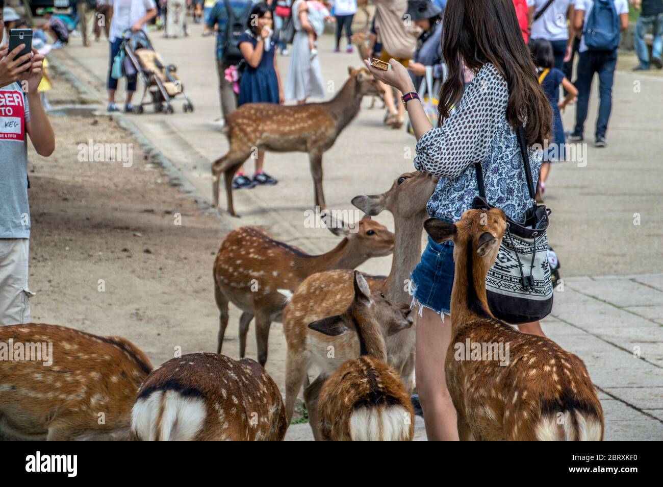 Tourist nara hi-res stock photography and images - Alamy