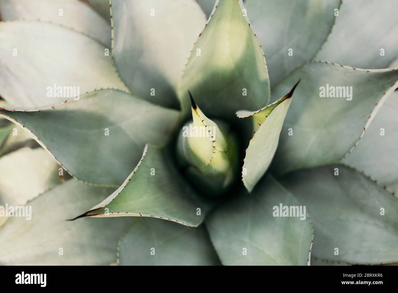 Nature green background. Agave plant in natural sunlight Stock Photo ...