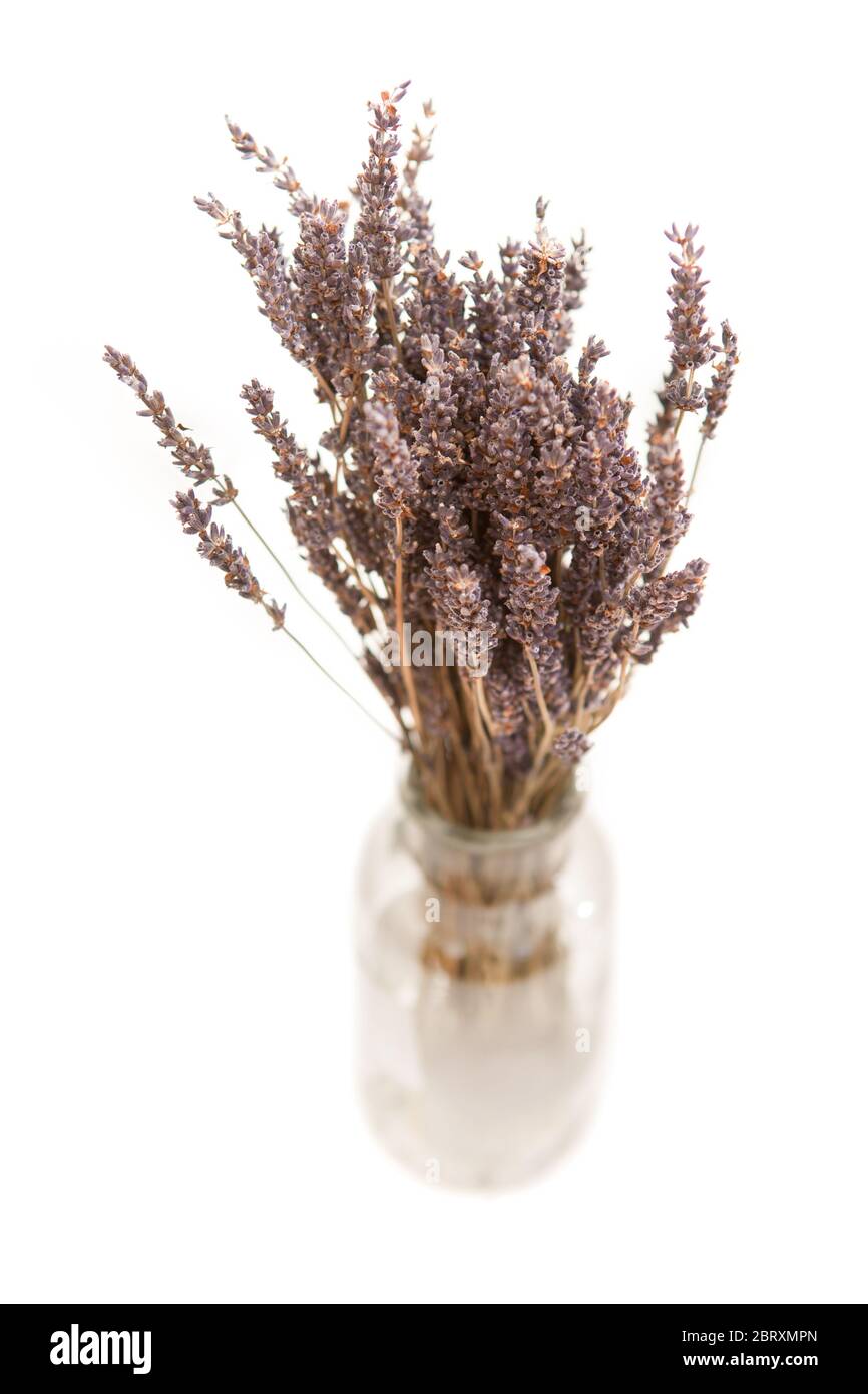 Stemlet hi-res stock photography and images - Alamy