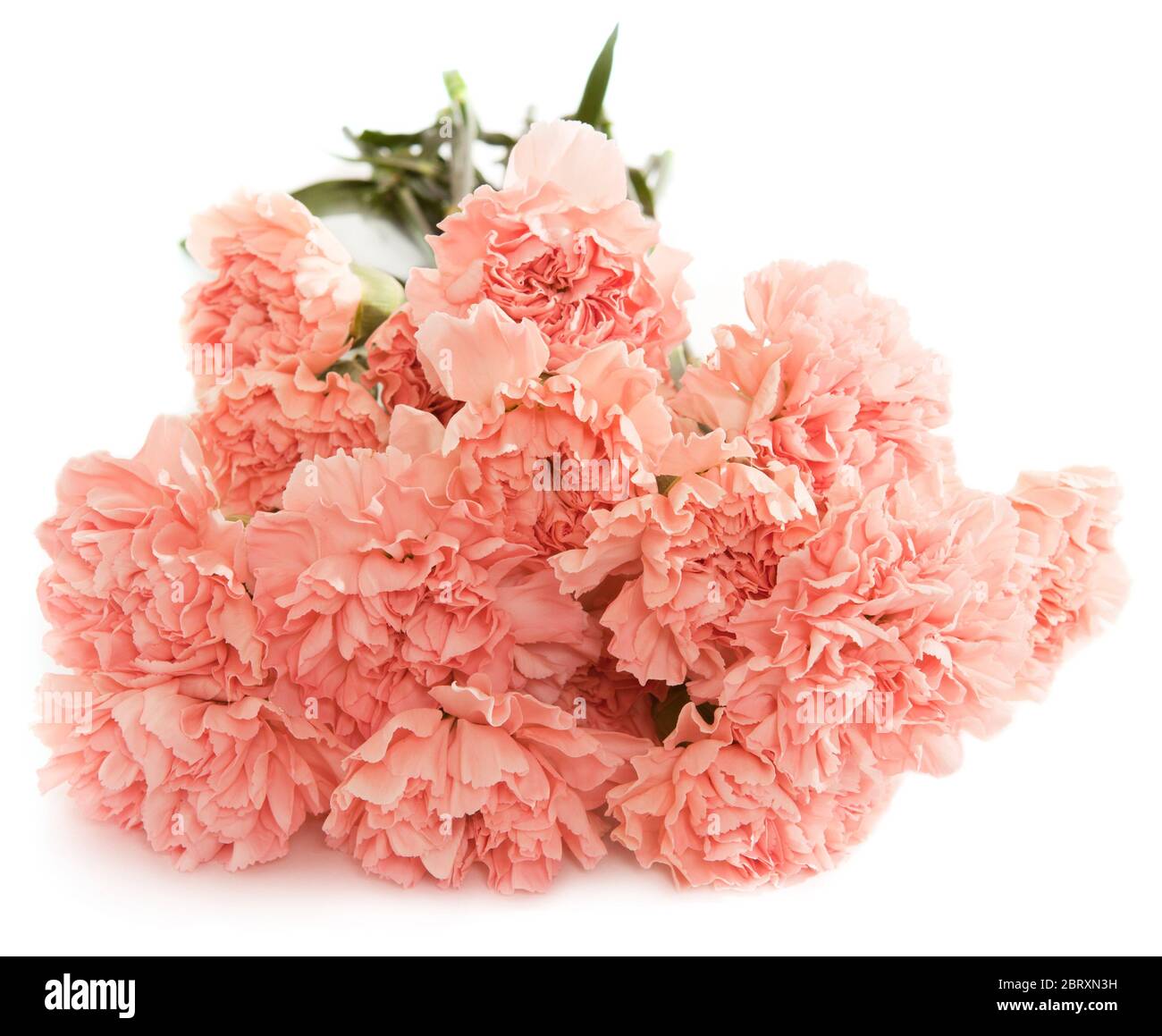 Peach carnation hi-res stock photography and images - Alamy
