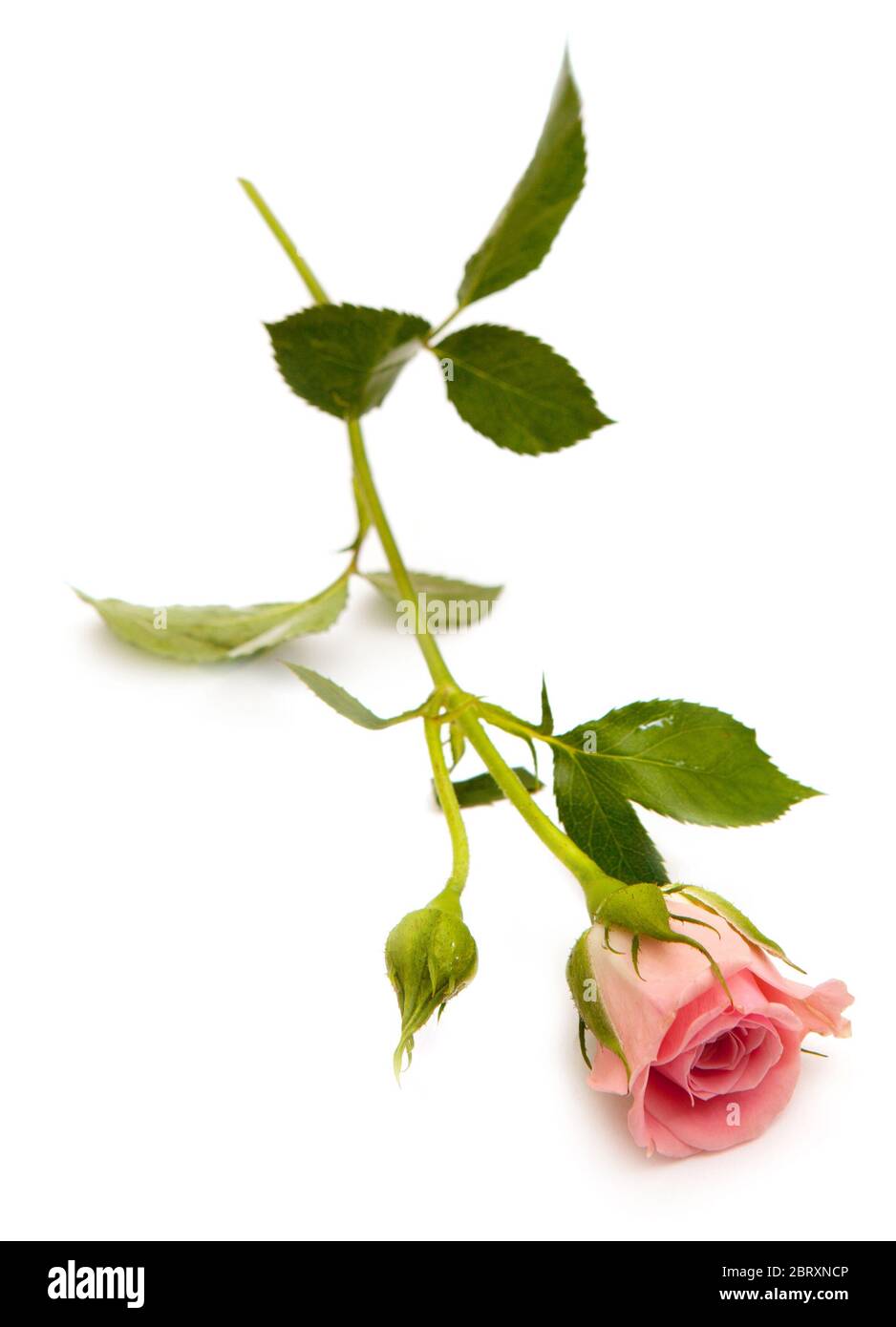 pink rose on white background Stock Photo - Alamy