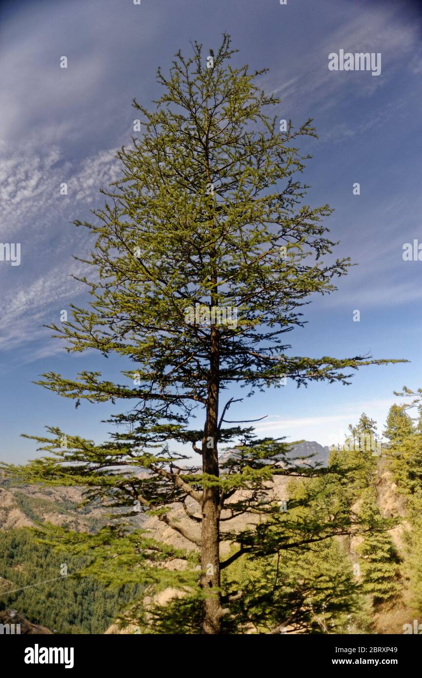 Beautiful cone shaped Cedrus deodara(Deodar Cedar) treein a valley ...