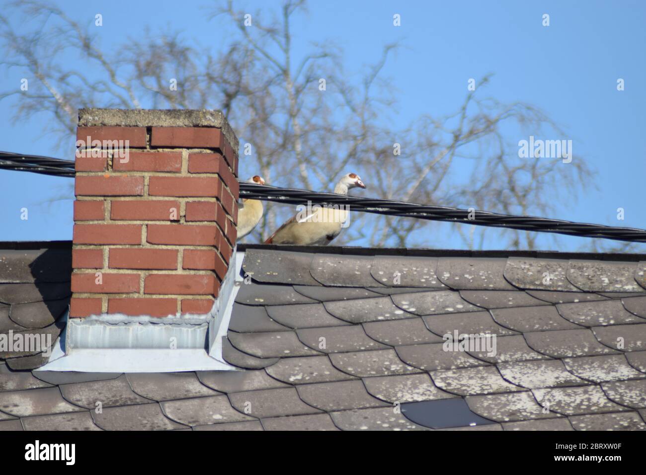 Egyptian goose on roof hi-res stock photography and images - Alamy