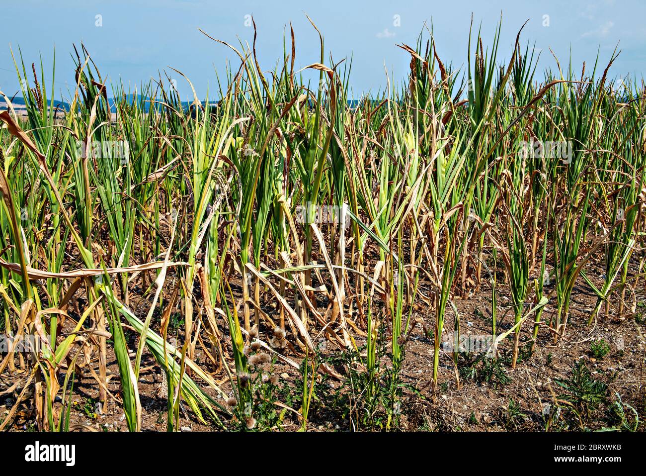 drought corn field in a hot summer Stock Photo - Alamy