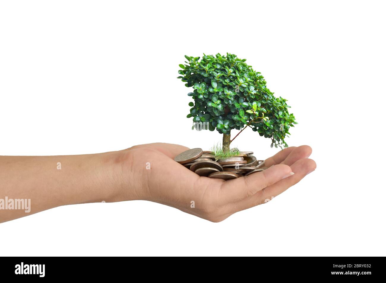 Hands growth green coins Cut Out Stock Images & Pictures - Alamy