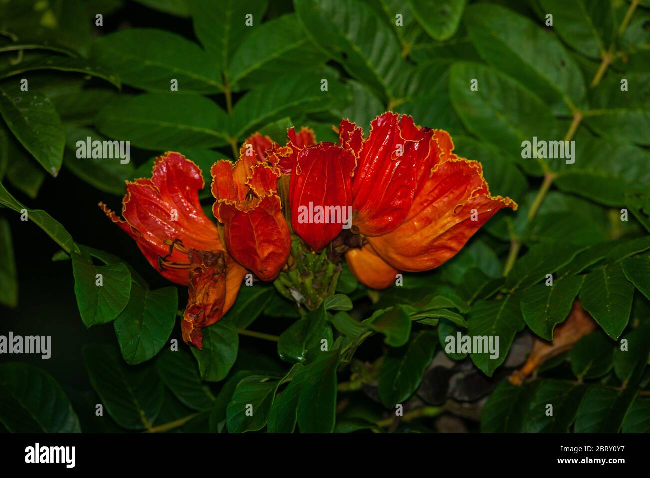 Beautiful orange and red flowers on a tree in the rainforest of ...