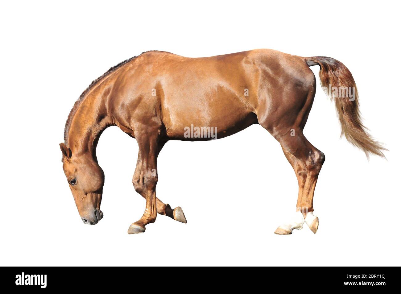 red horse trotted isolated on the white background Stock Photo - Alamy