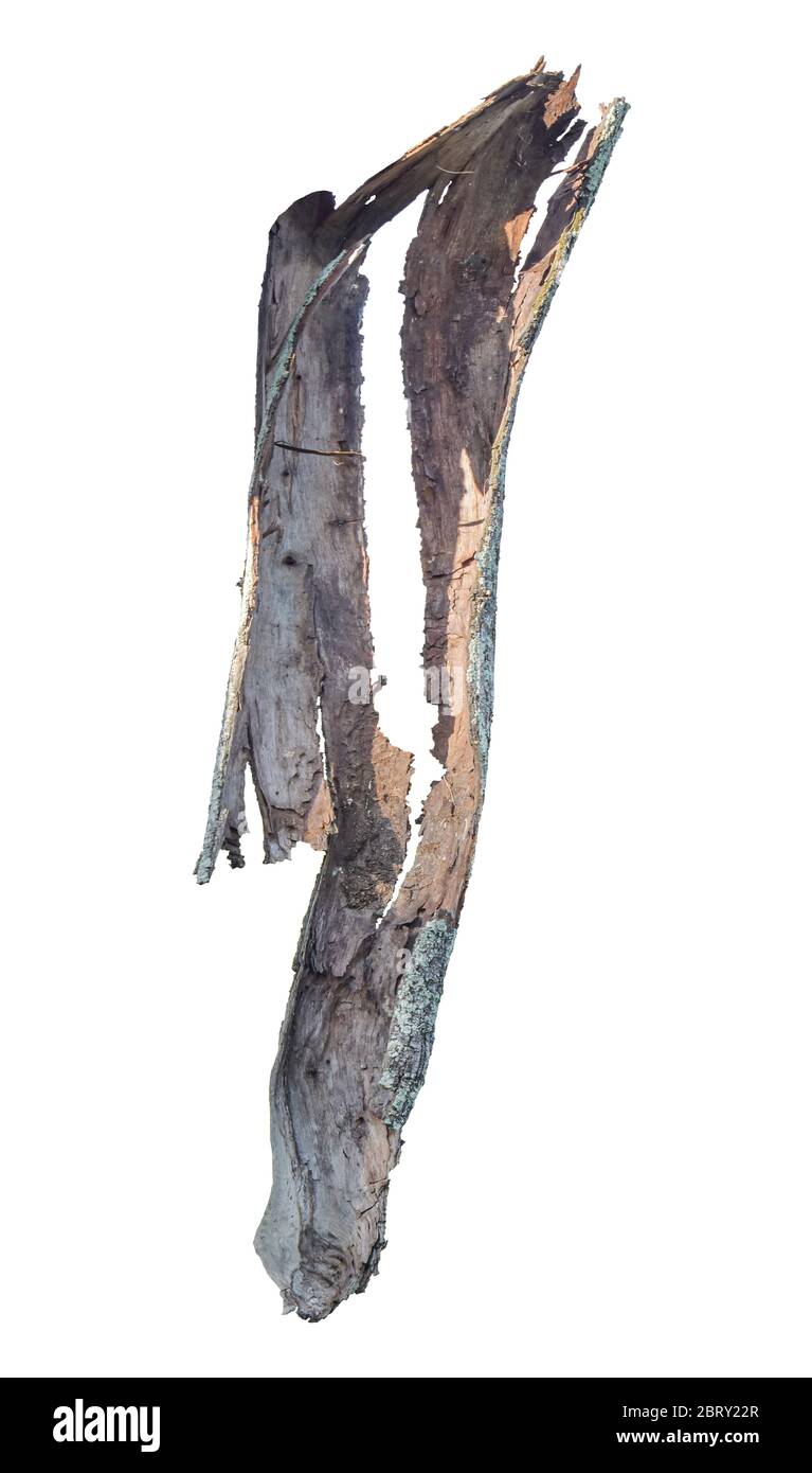 Gnarly tree trunk bark Cut Out Stock Images & Pictures - Alamy