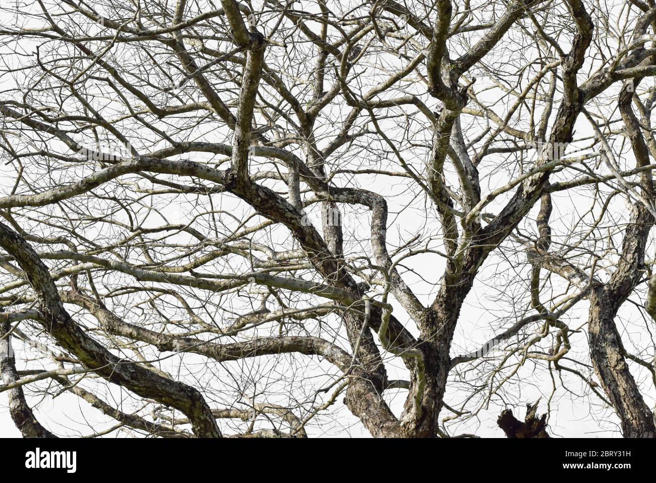 Dry tree branch isolated on white background Stock Photo - Alamy