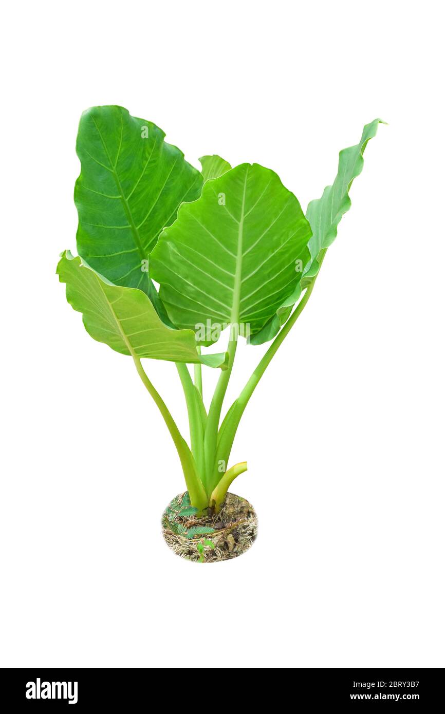 Leaf elephant ear plant alocasia hi-res stock photography and images ...