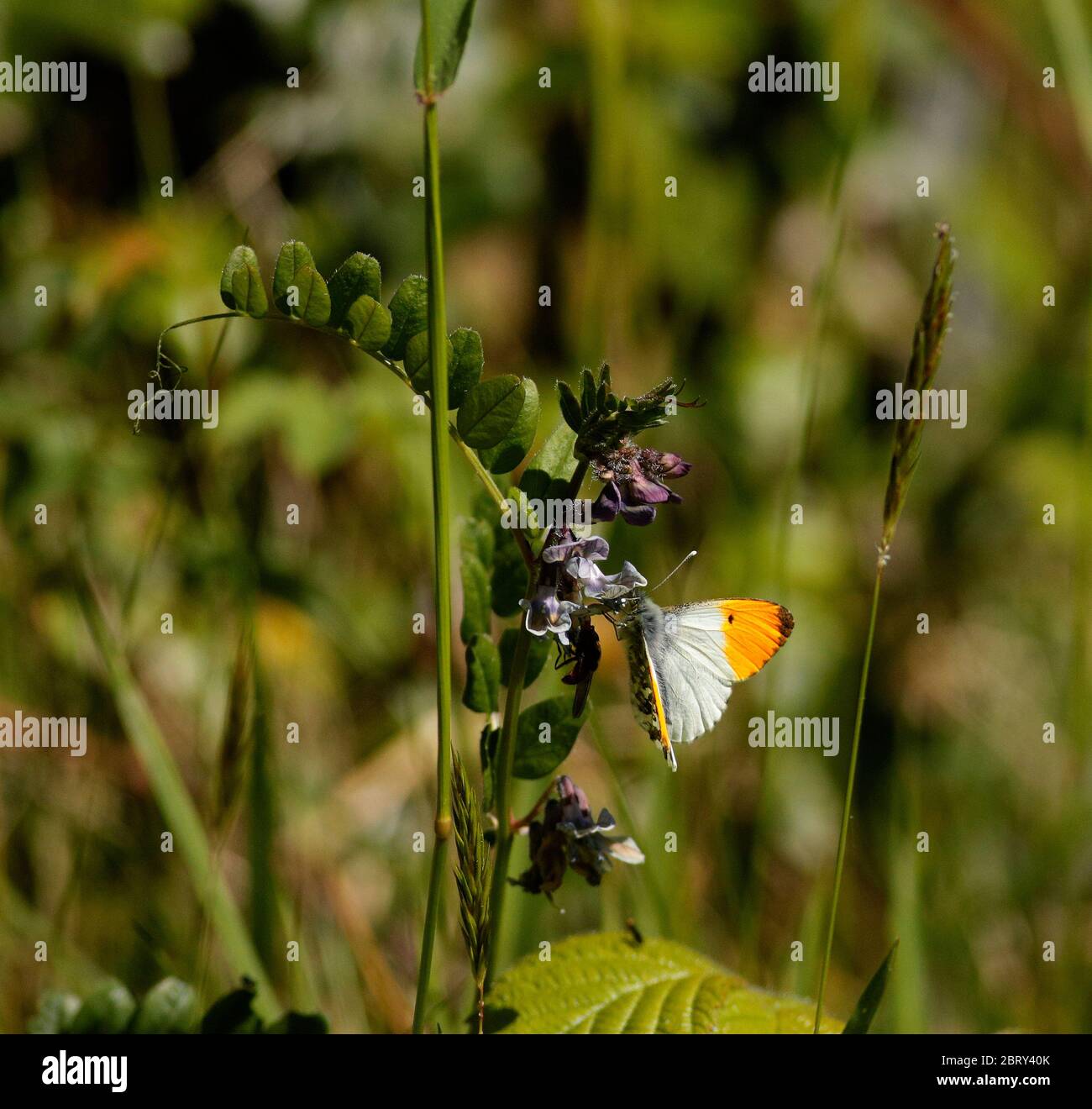 Photographing orange tip hi-res stock photography and images - Alamy