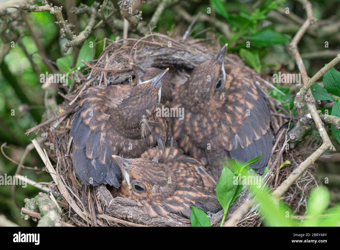 close up of a birds nest with young starlings in a hedge Stock Photo ...