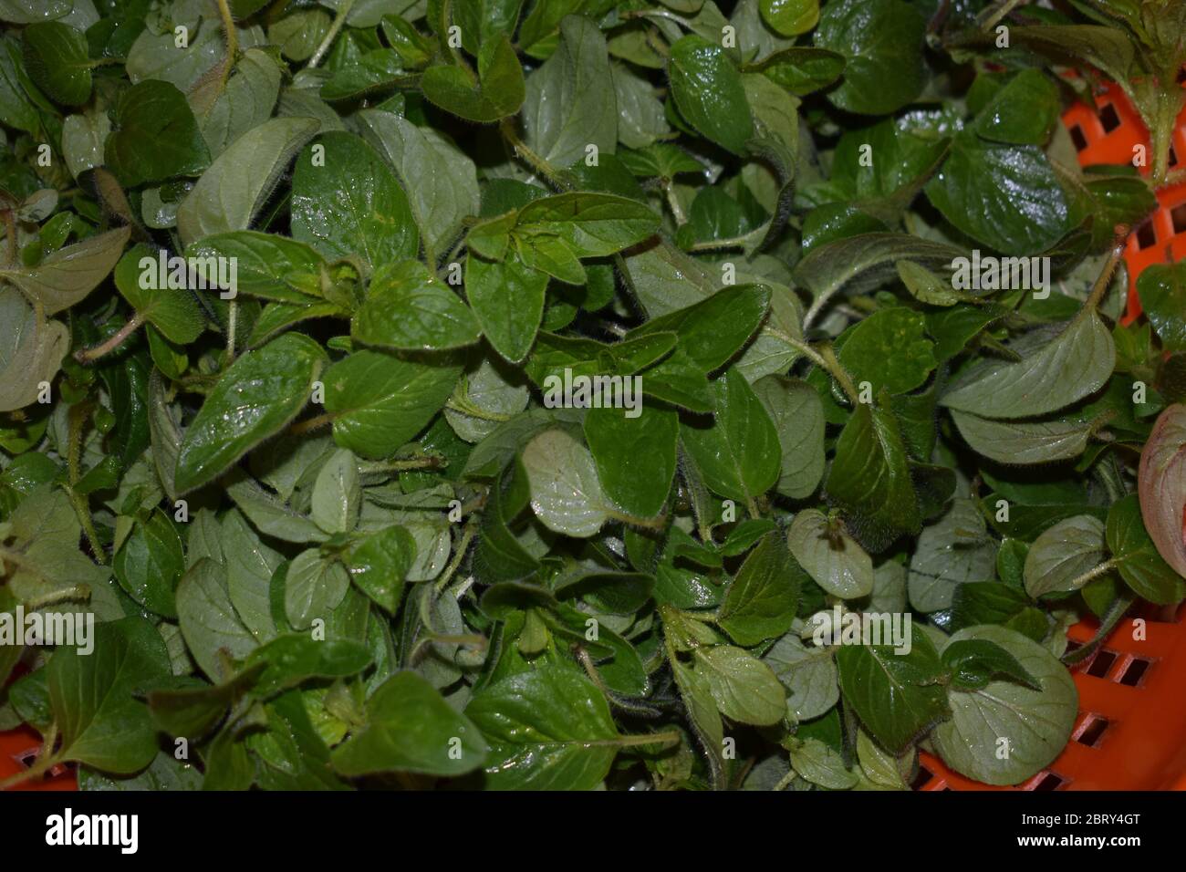 Washed herbs hi-res stock photography and images - Alamy