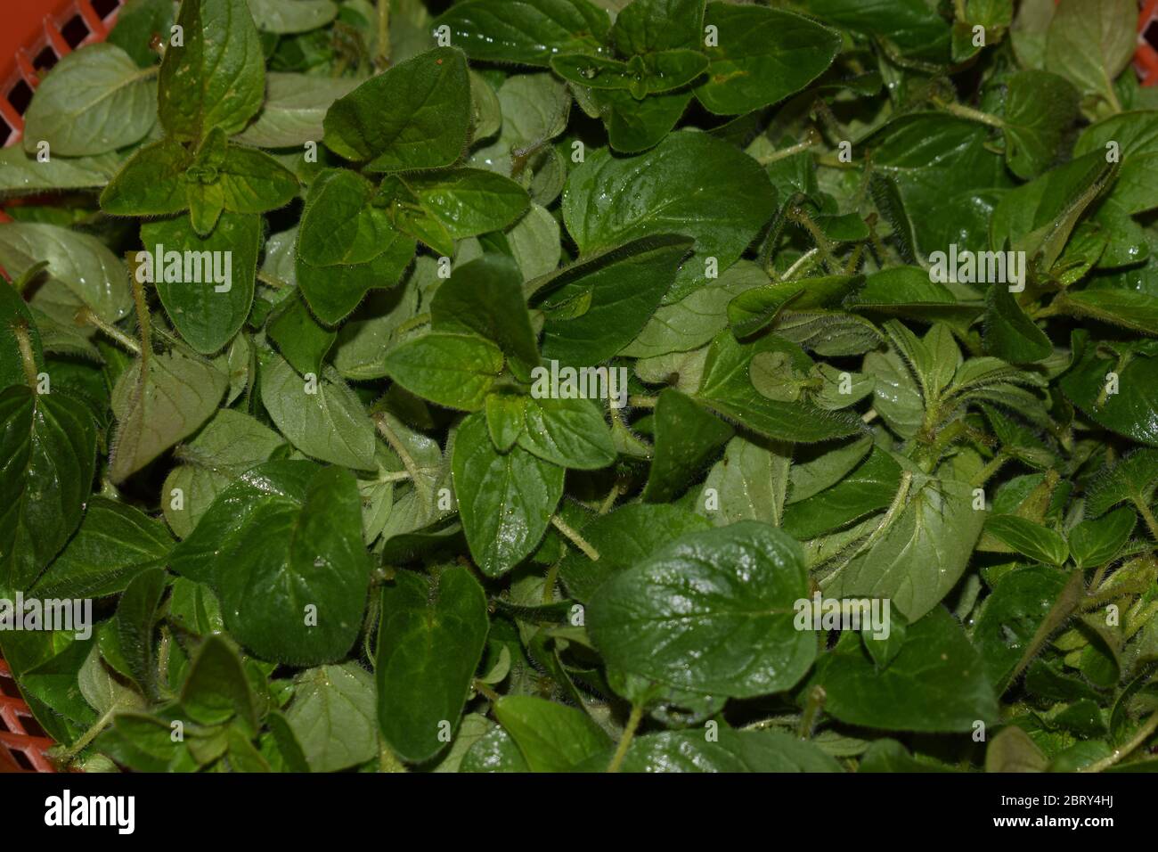 Washed herbs hi-res stock photography and images - Alamy