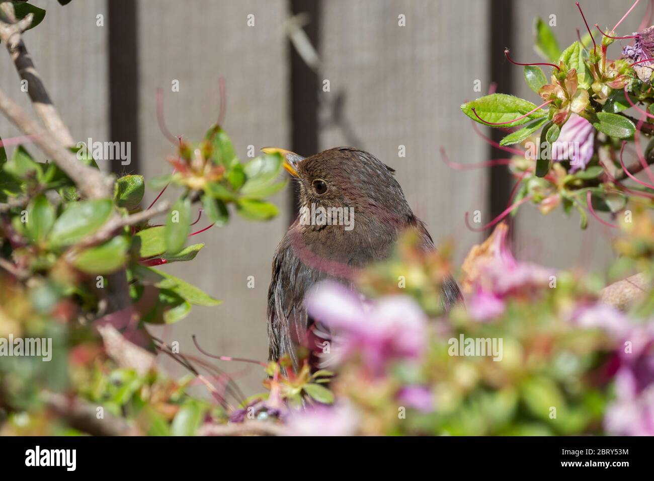 Blackbird. Turdus merula (Turdidae) resting in a potted Azalea blue ...