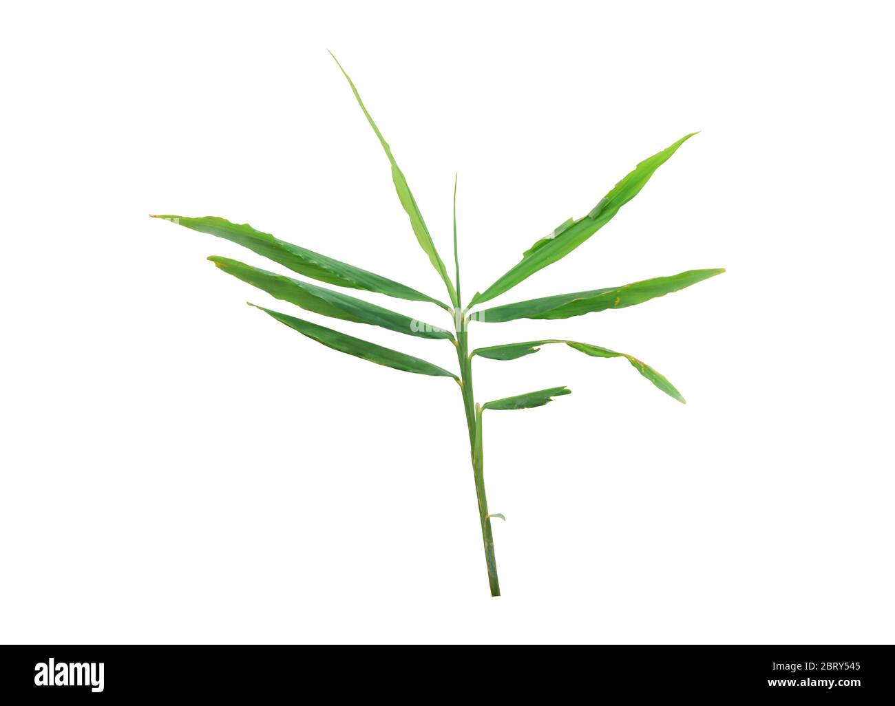 Green leaves of ginger isolated on white background. Object with ...