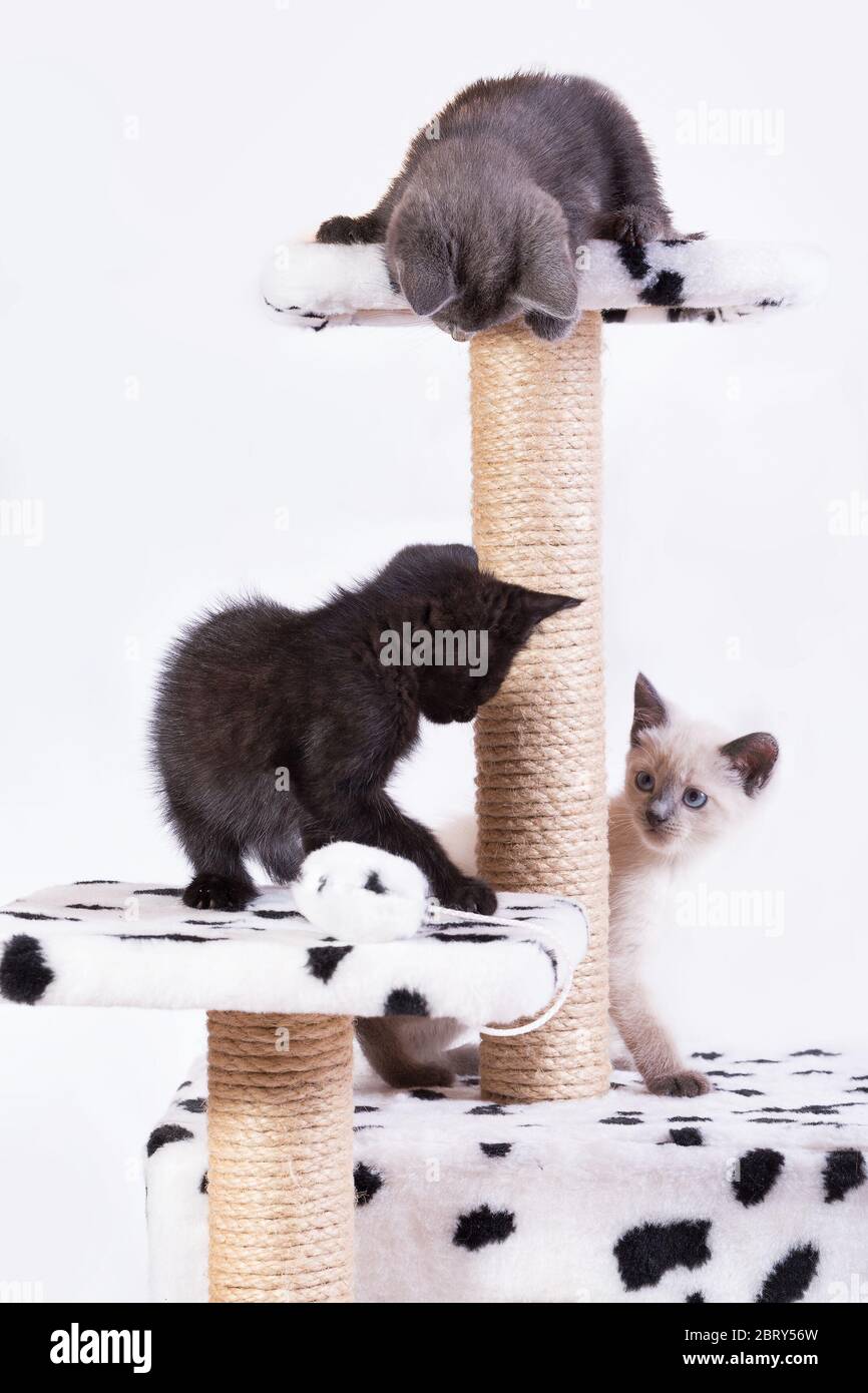 Little funny kittens play with each other in the game complex for cats ...