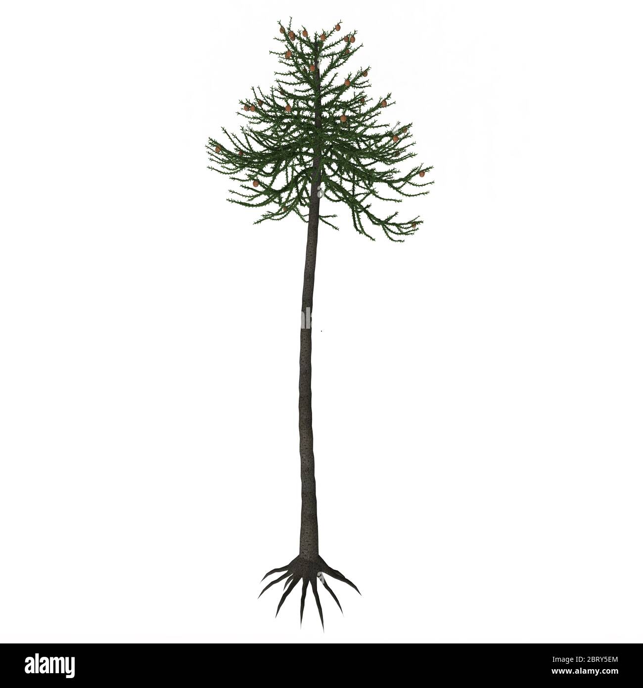 Araucariaceae is a very successful early conifer order who appeared on ...