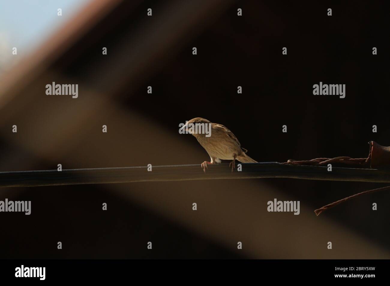 Female house sparrow sitting electric cable Stock Photo - Alamy