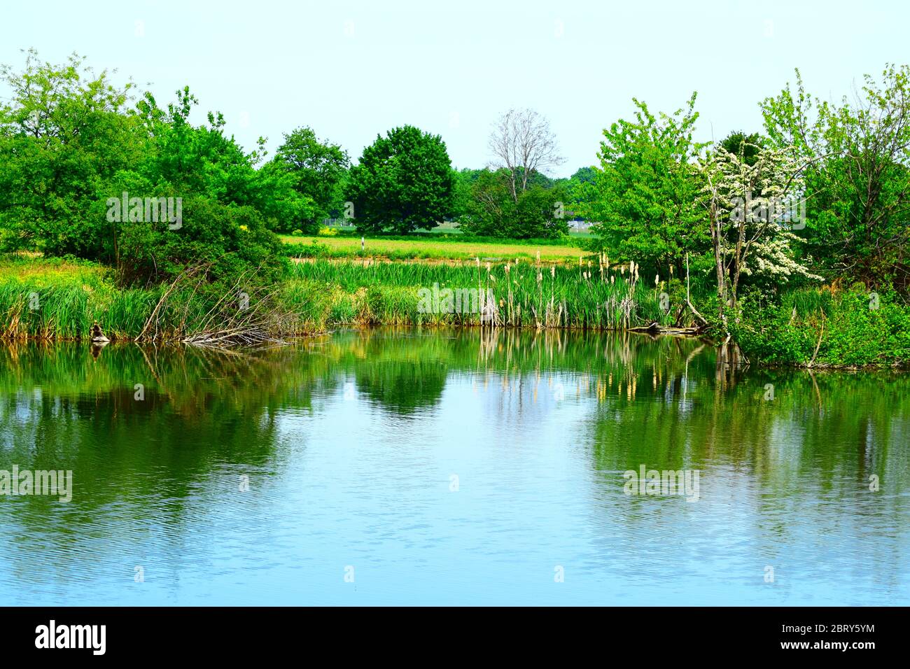 Swamp lake in spring Stock Photo - Alamy