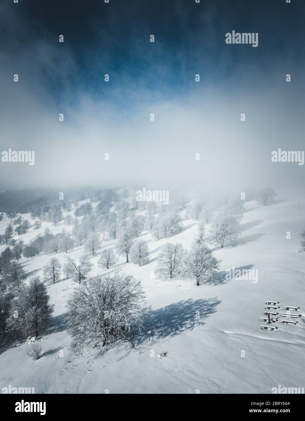 Aerial view of snow covered trees with long tree shadows against fog ...