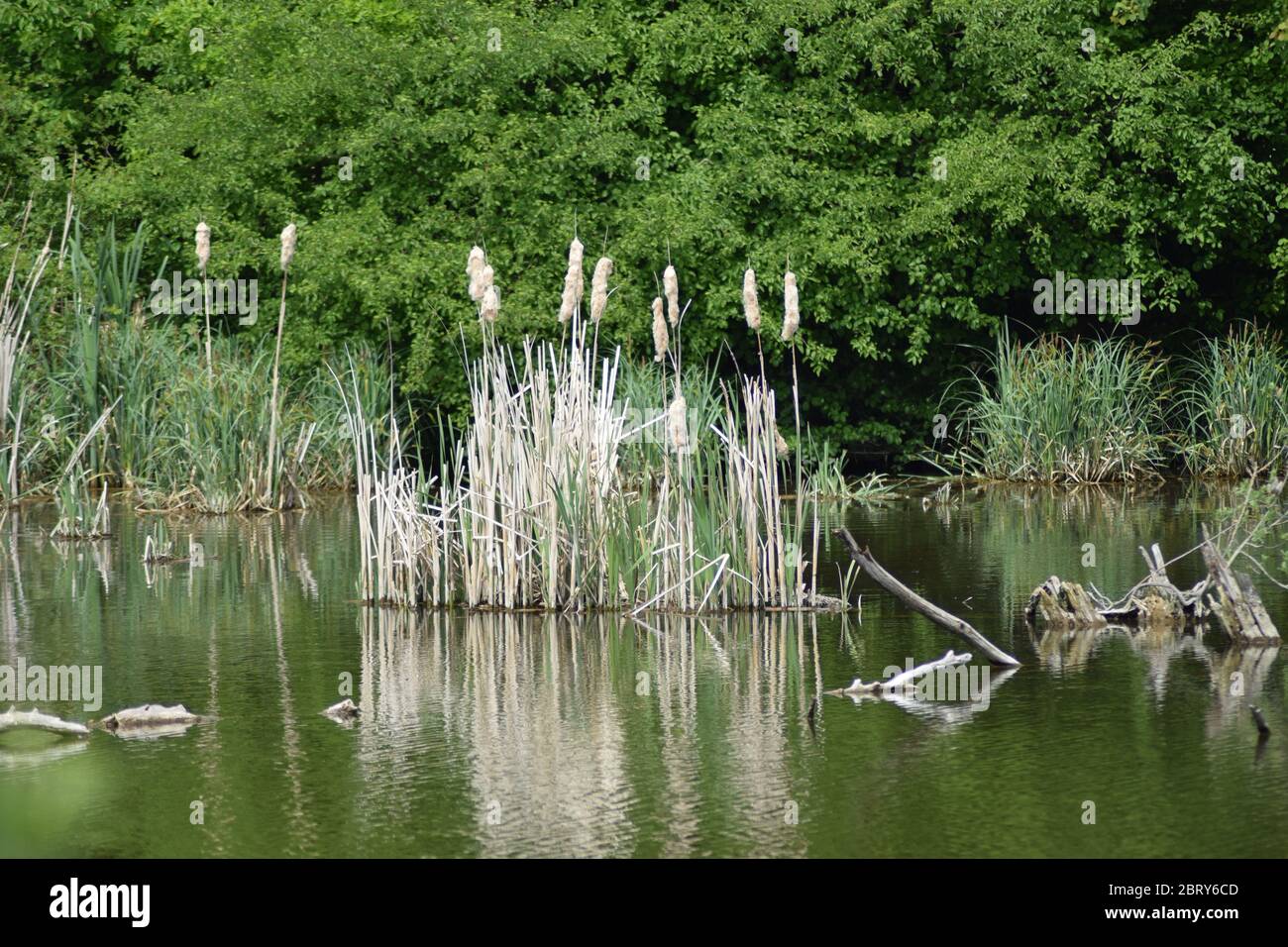 Swamp lake in spring Stock Photo - Alamy