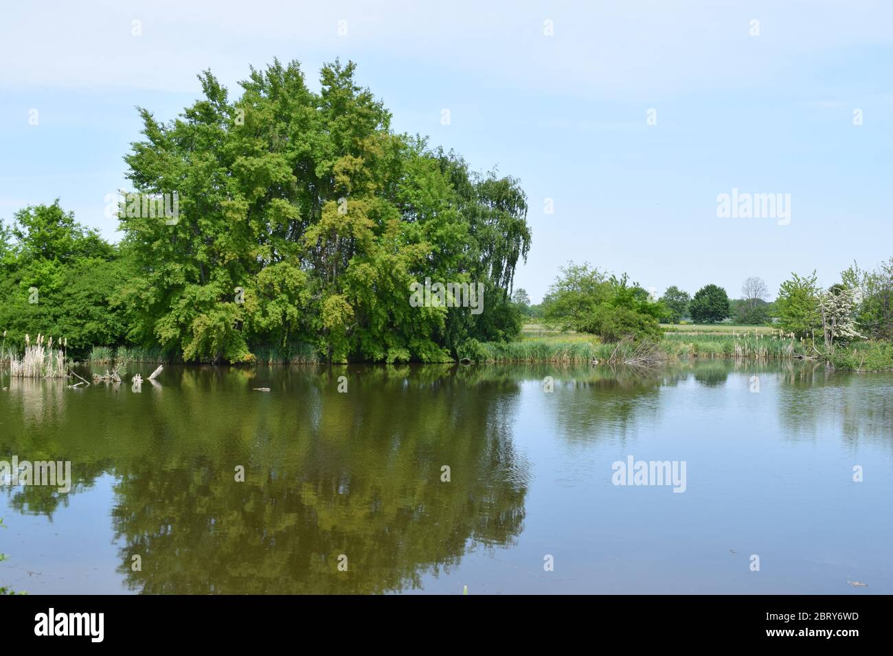 Spring in swamp beautiful grass hi-res stock photography and images - Alamy
