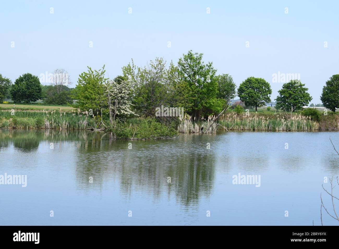Swamp lake in spring Stock Photo - Alamy