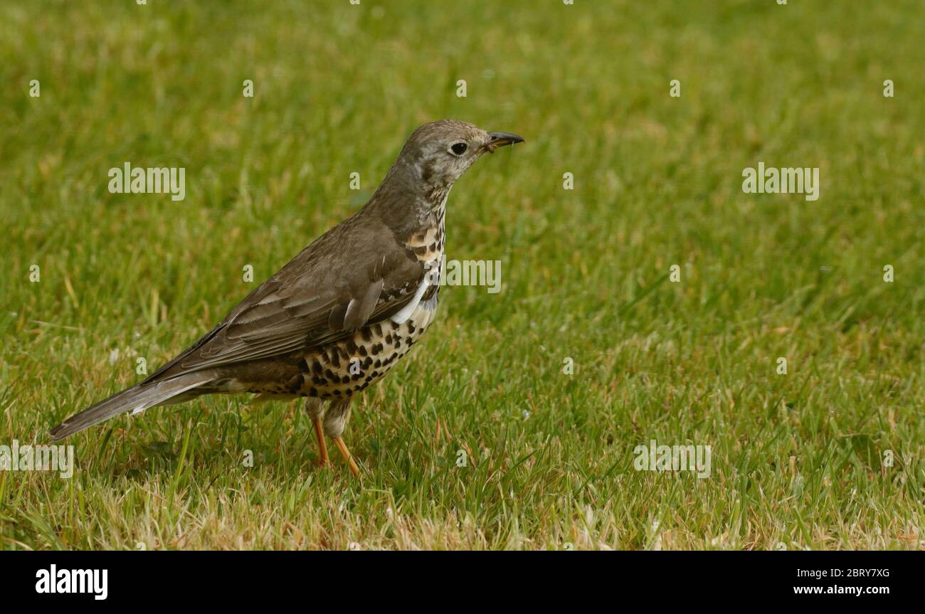 Thrush feathers chest bird hi-res stock photography and images - Alamy