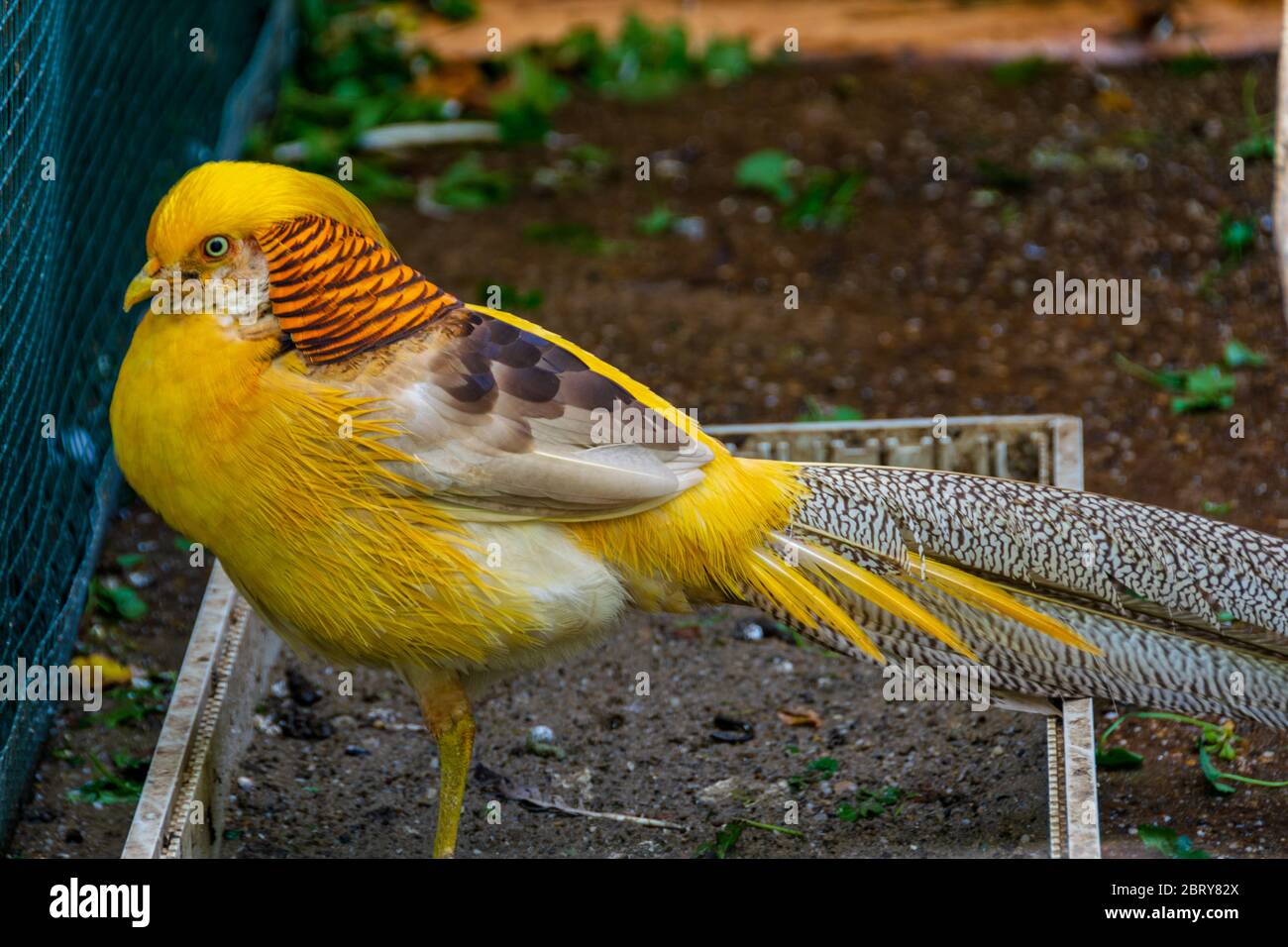 Golden pheasant display hi-res stock photography and images - Alamy
