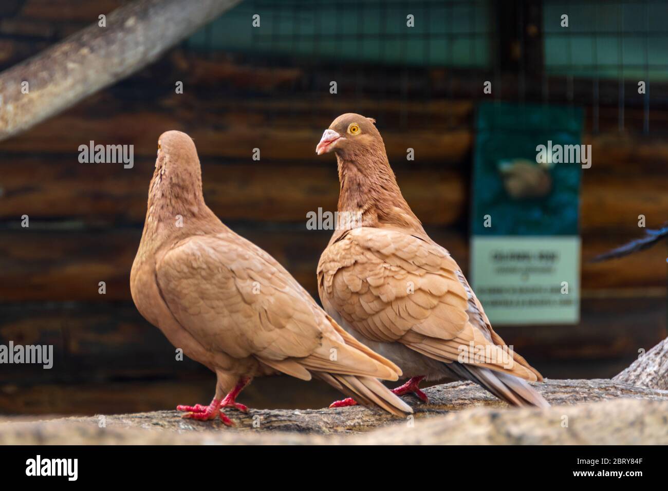 Two brown pigeons in a park sitting on a branch Stock Photo - Alamy