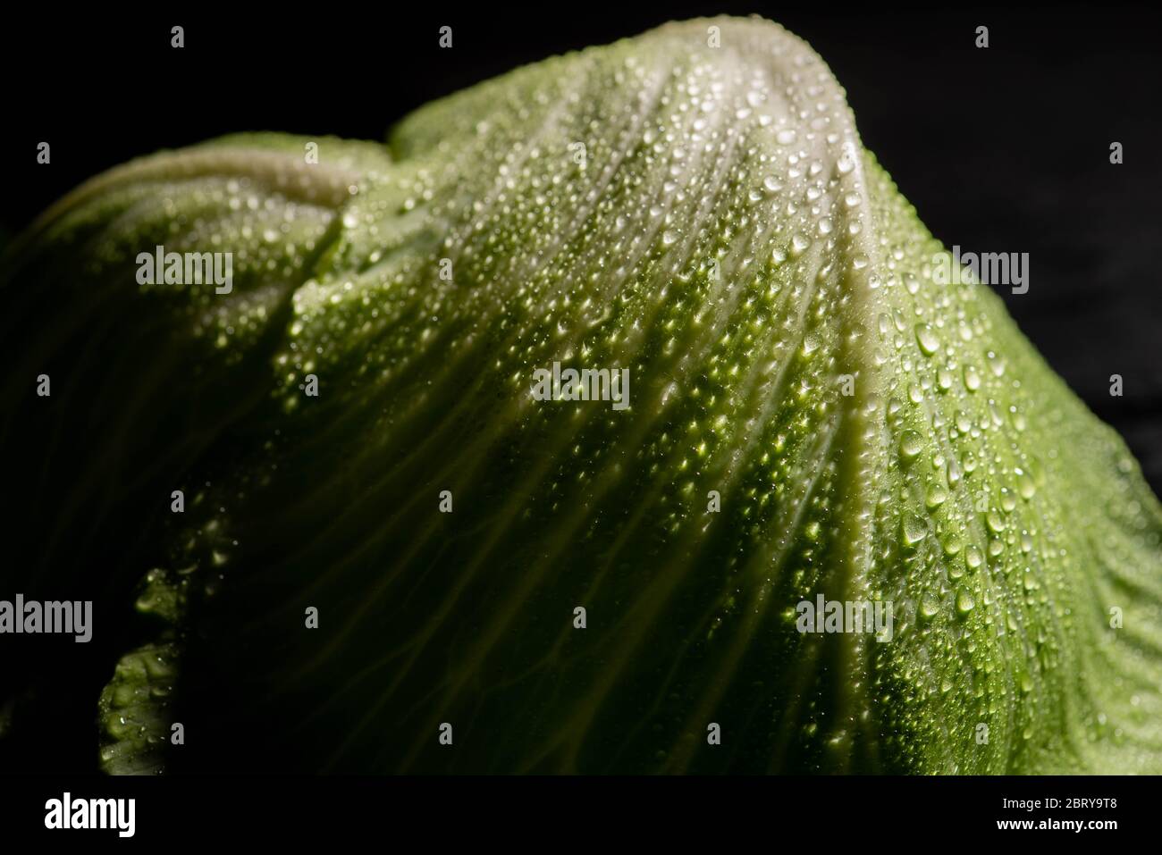 close up view of wet fresh cabbage leaves isolated on black Stock Photo ...