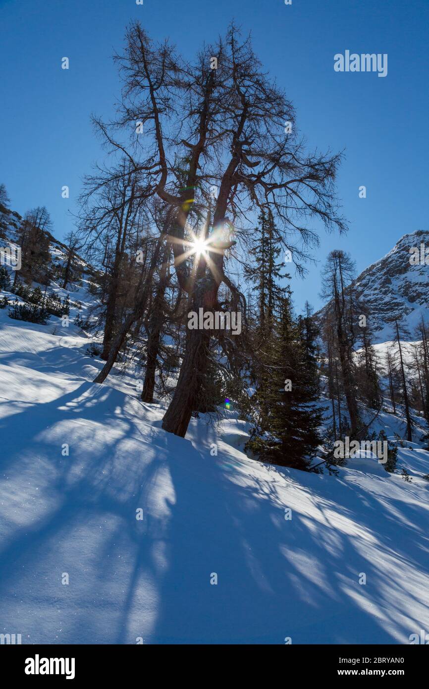 sun shining through spruce tree in winter landscape with blue sky in ...