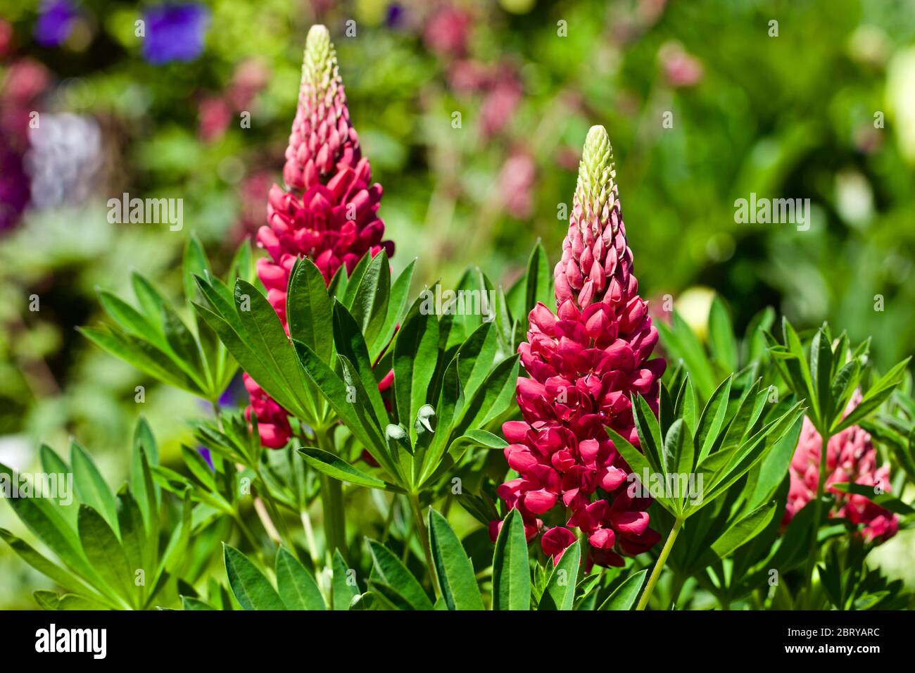 Lupinus 'Gallery Red' (Gallery Series) Lupin Stock Photo - Alamy
