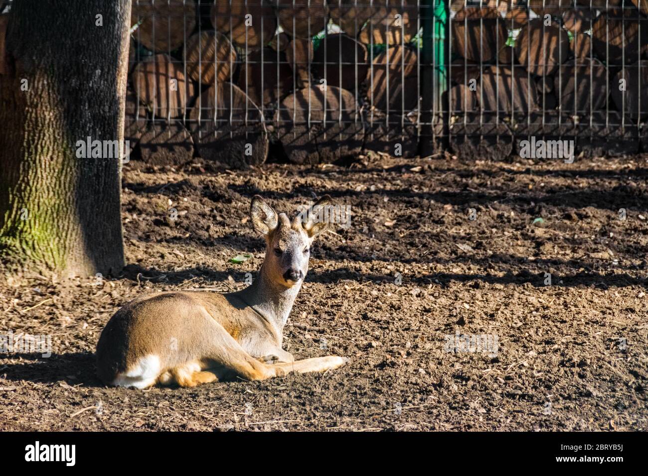 European roe deer living in their habitat in a park Stock Photo - Alamy
