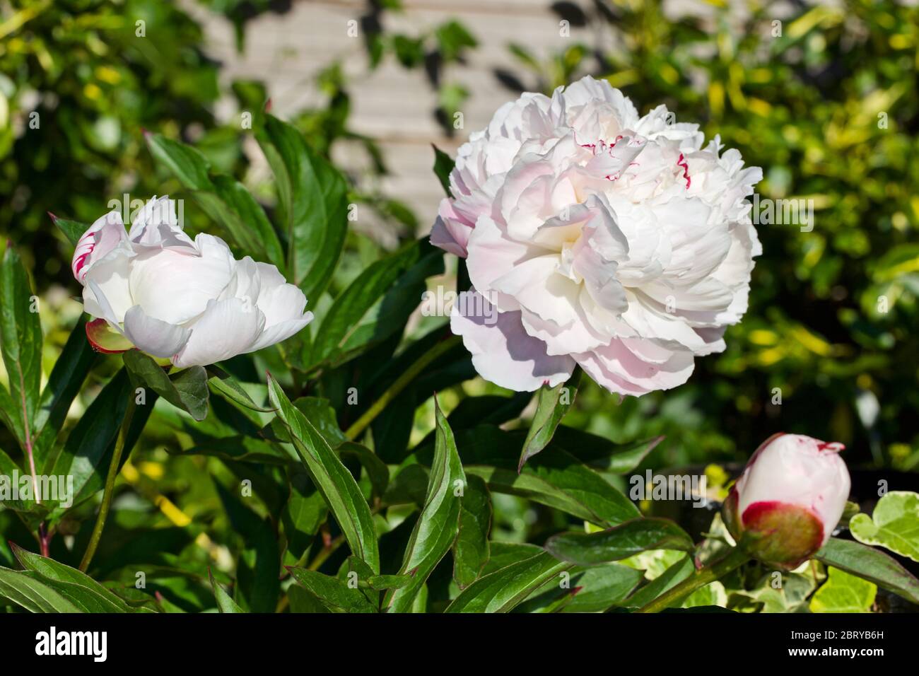 Paeonia lactiflora 'Shirley Temple' (Peony Stock Photo - Alamy