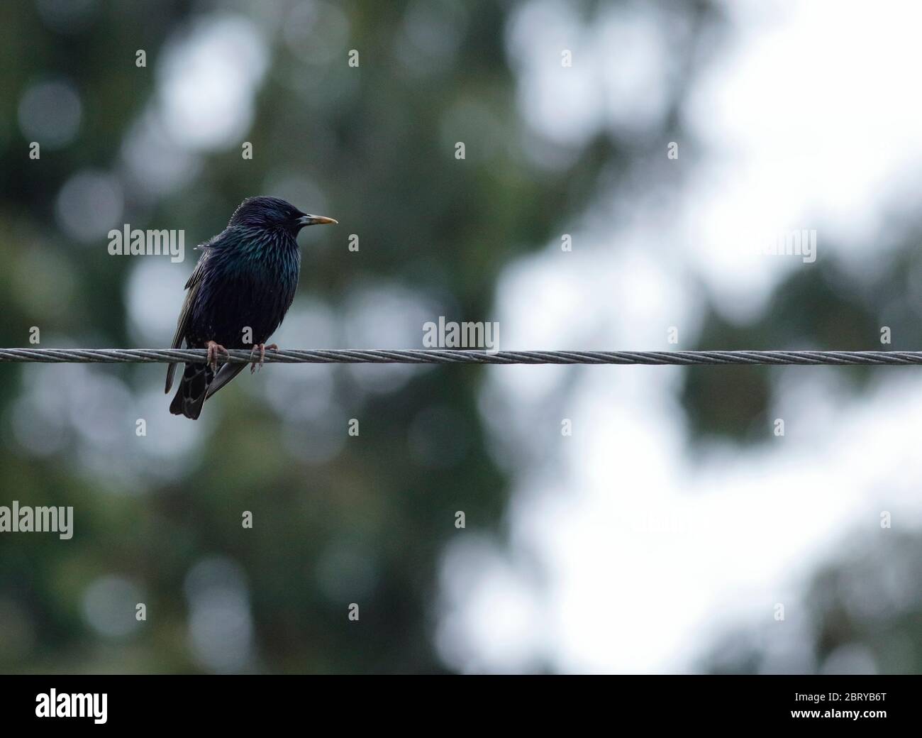 Twitching bird watching hi-res stock photography and images - Alamy
